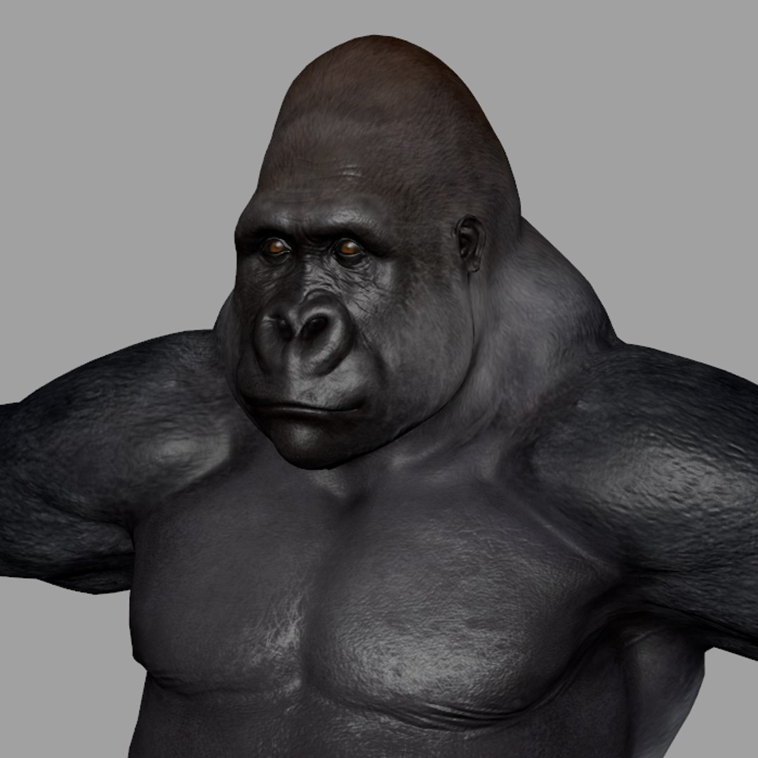 Realistic Silverback Gorilla 3D Model - TurboSquid 1315610