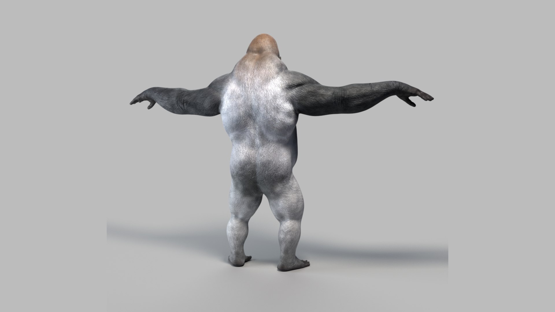 Realistic Silverback Gorilla 3D Model - TurboSquid 1315610