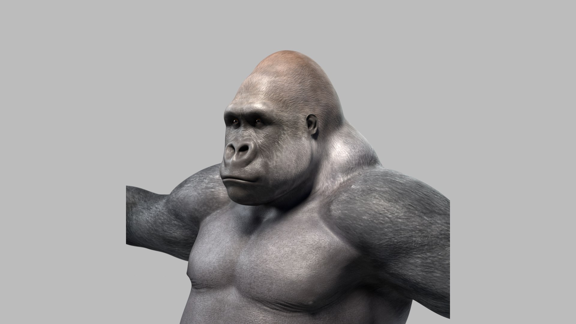 Realistic Silverback Gorilla 3D Model - TurboSquid 1315610