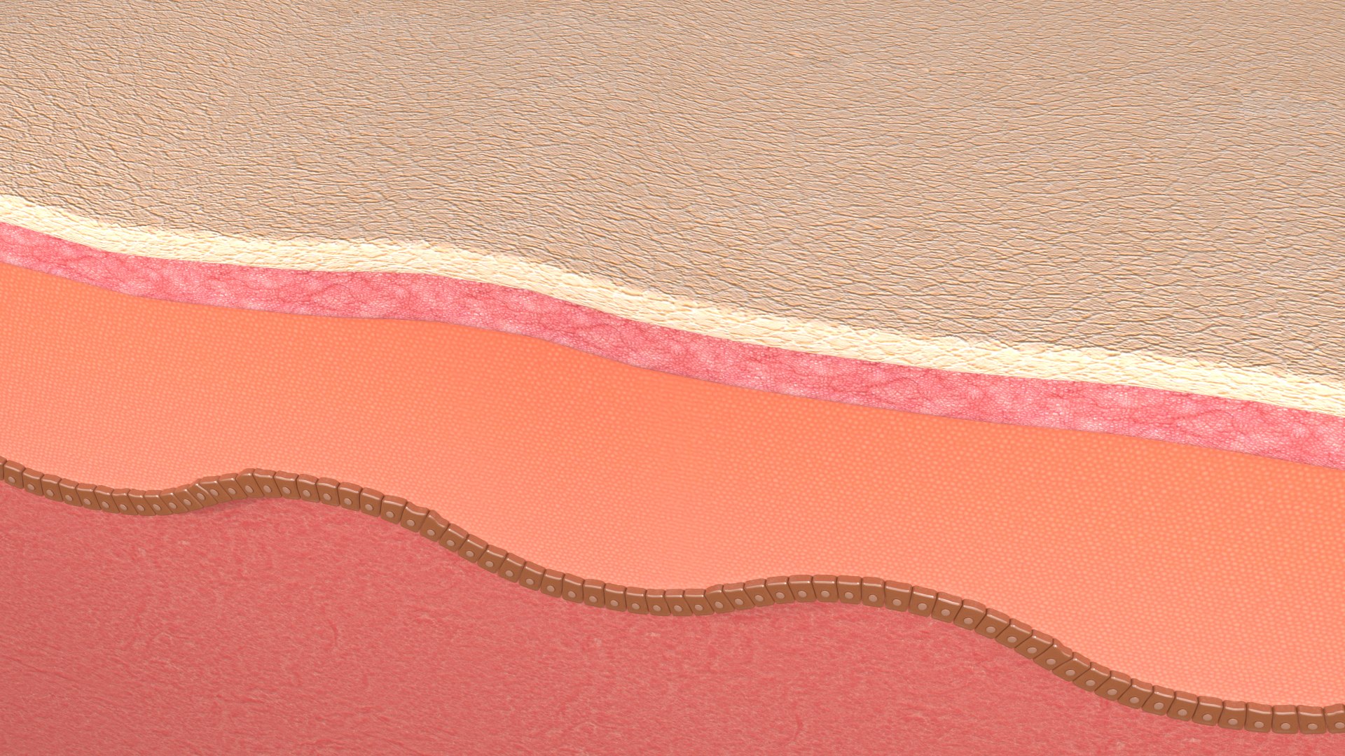 Skin Healthy 3D Model - TurboSquid 1580099