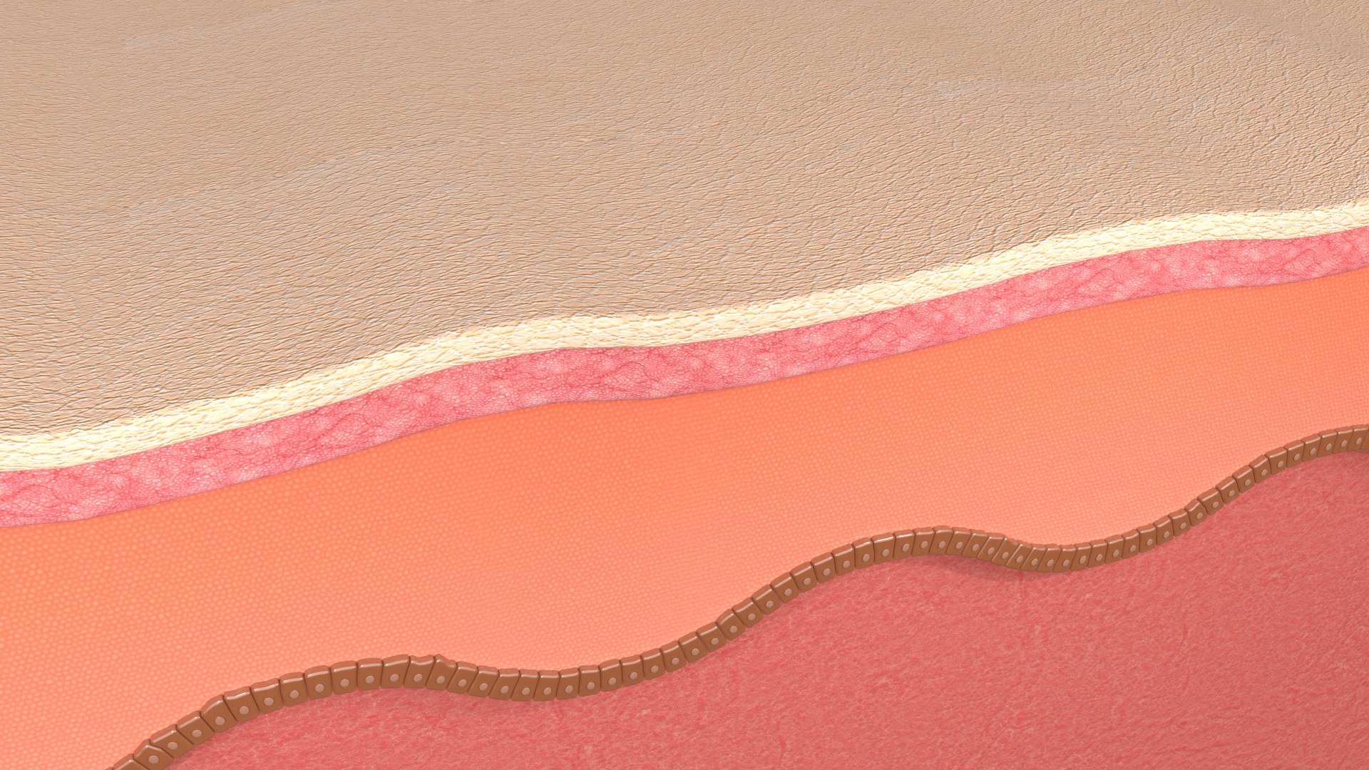 Skin Healthy 3D Model - TurboSquid 1580099