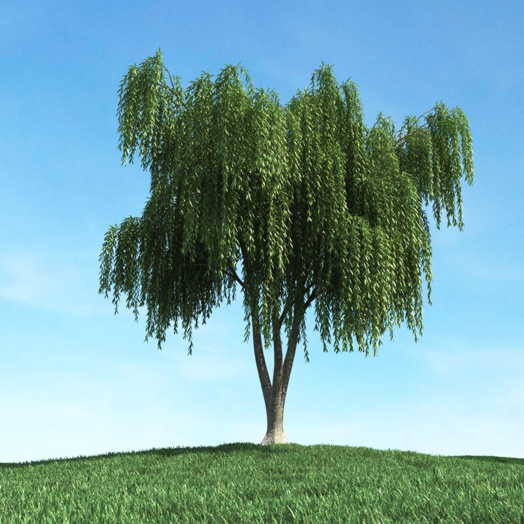 archmodels vol 106 trees max