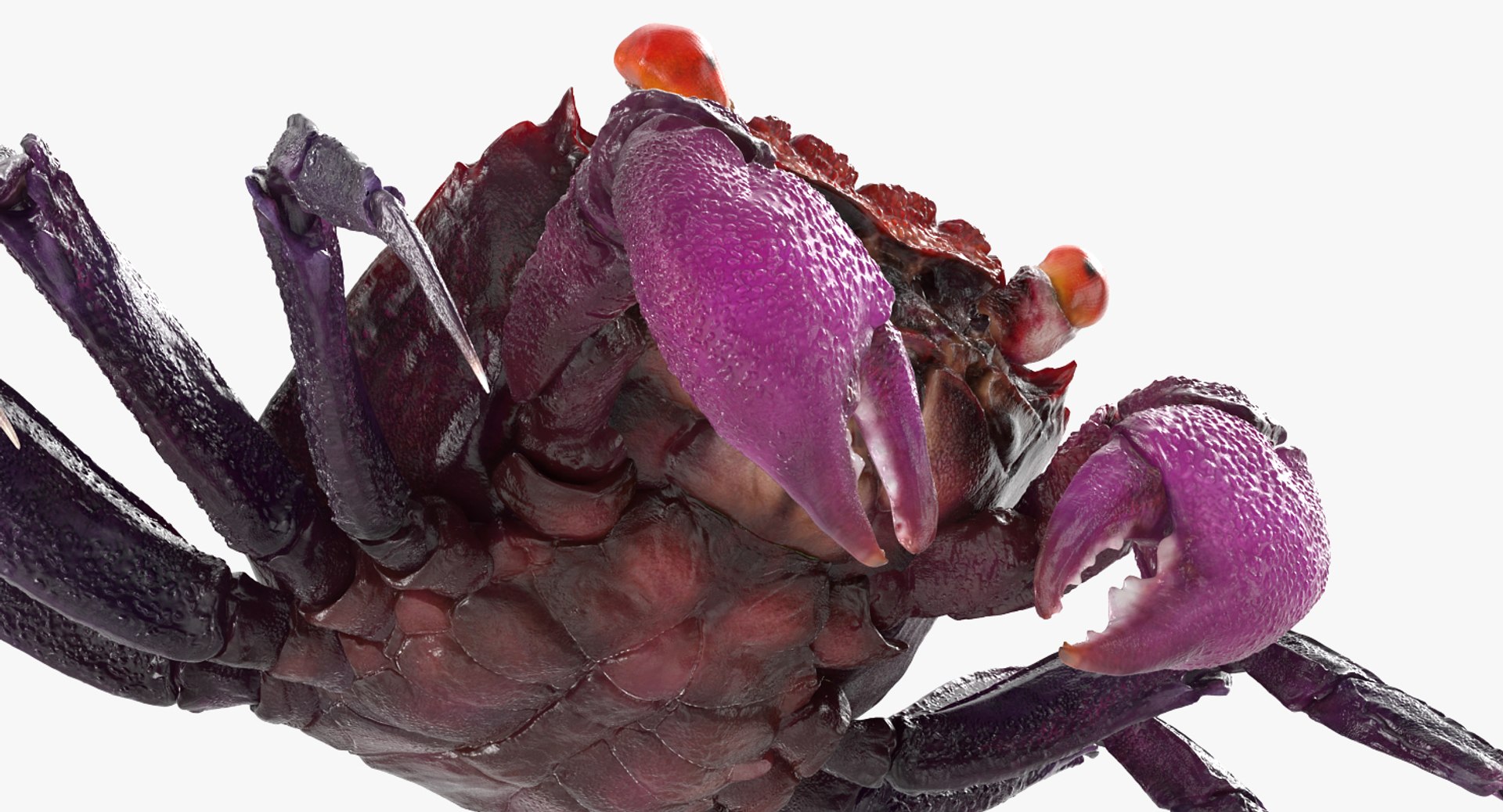 Vampire Crab Geosesarma 3d Model