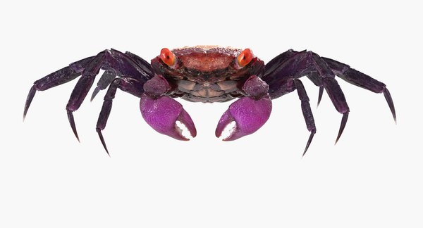 vampire crab geosesarma 3d model