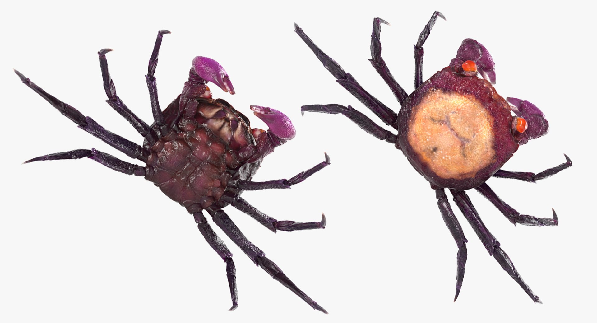 Vampire Crab Geosesarma 3d Model