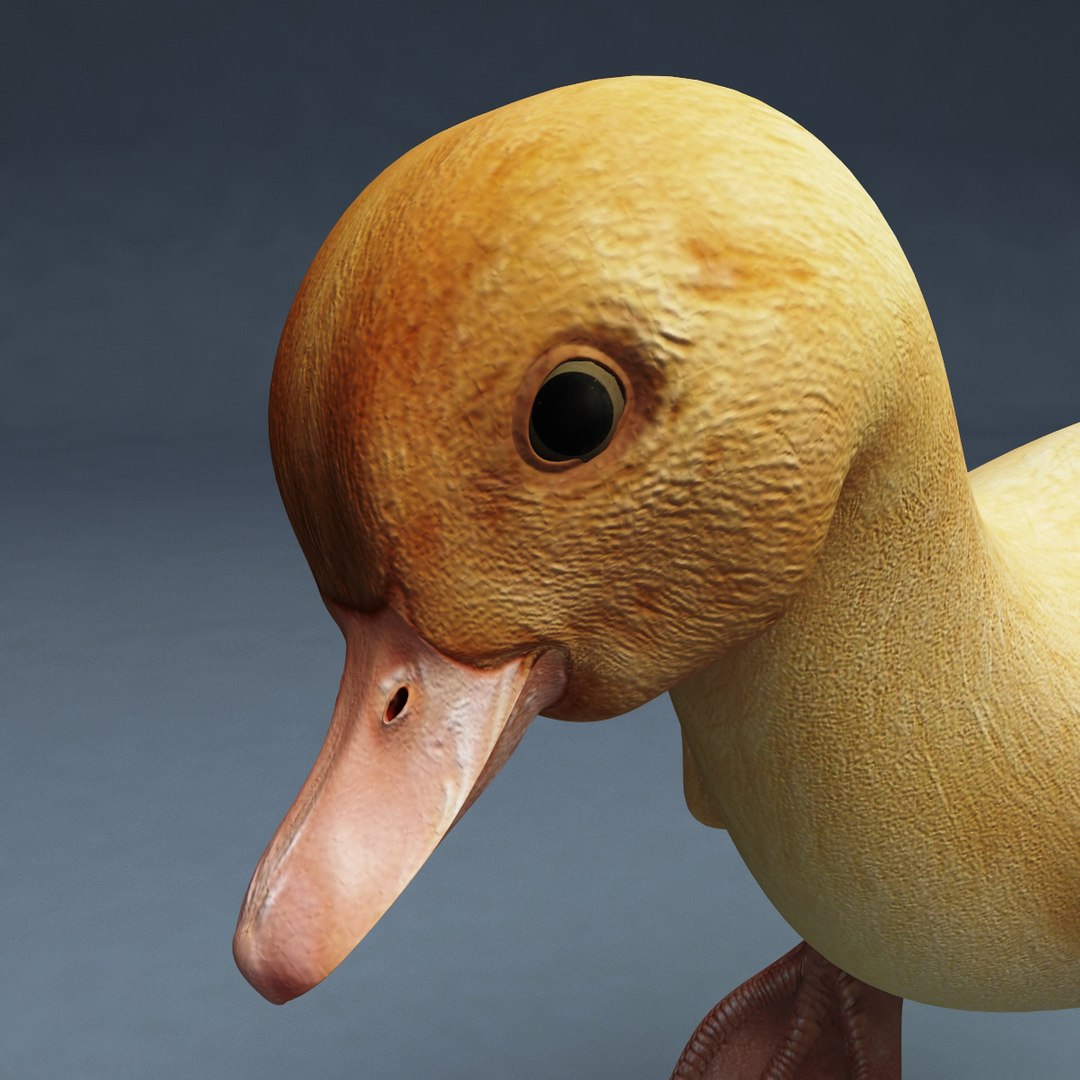 3d Duckling Pose4 Model