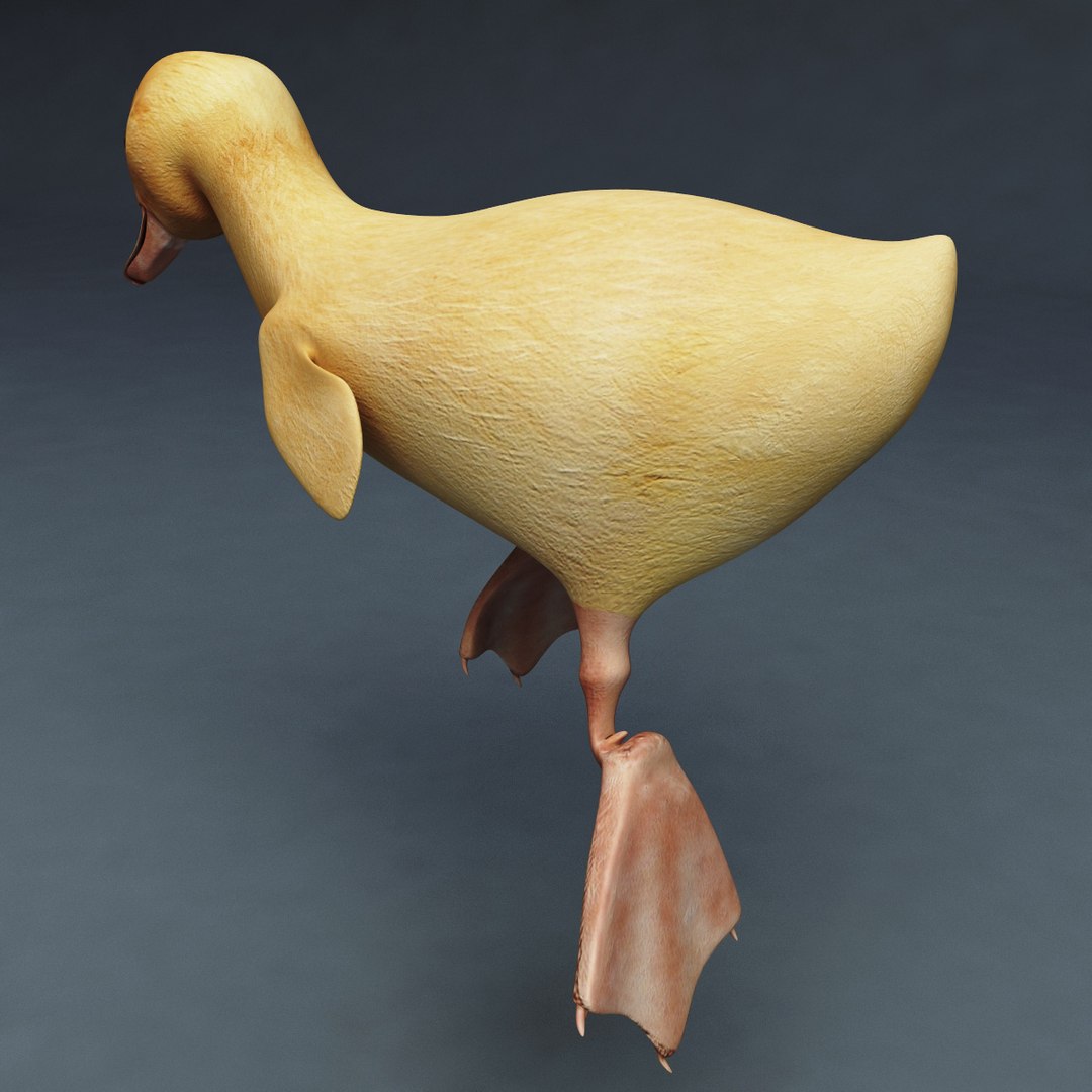 3d Duckling Pose4 Model