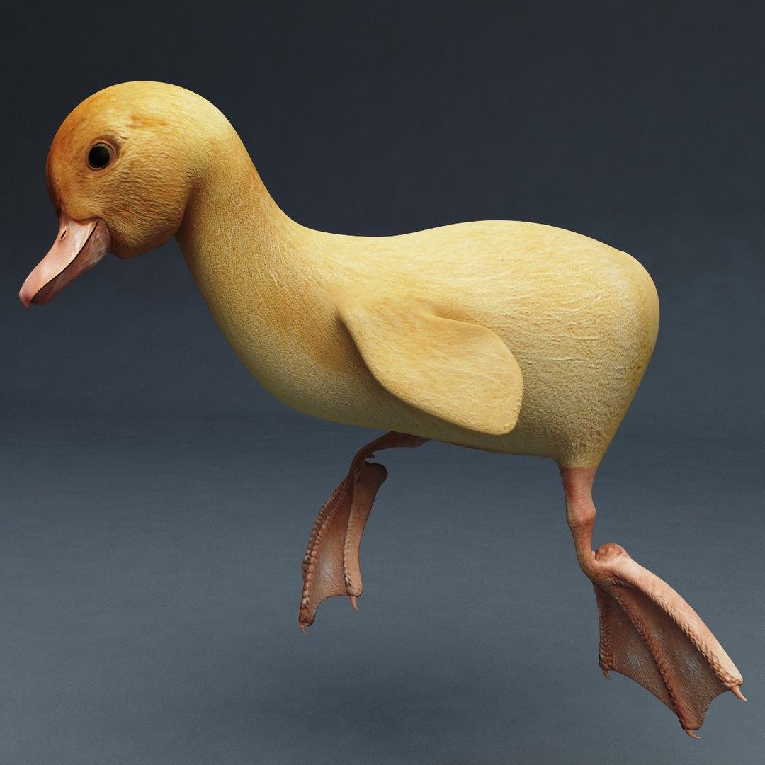 3d Duckling Pose4 Model
