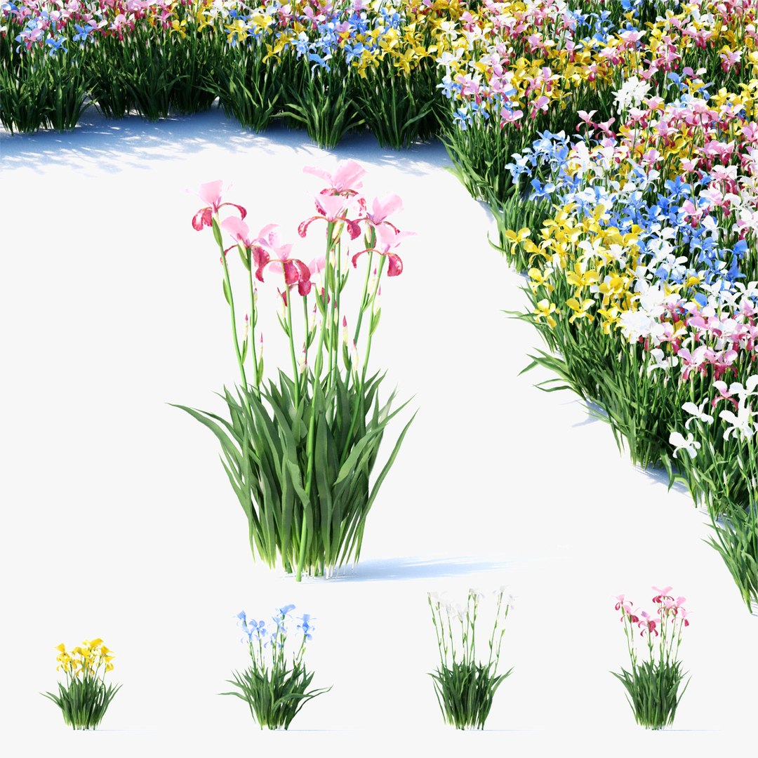 Iris germanica 4 colors 3D model - TurboSquid 1976813