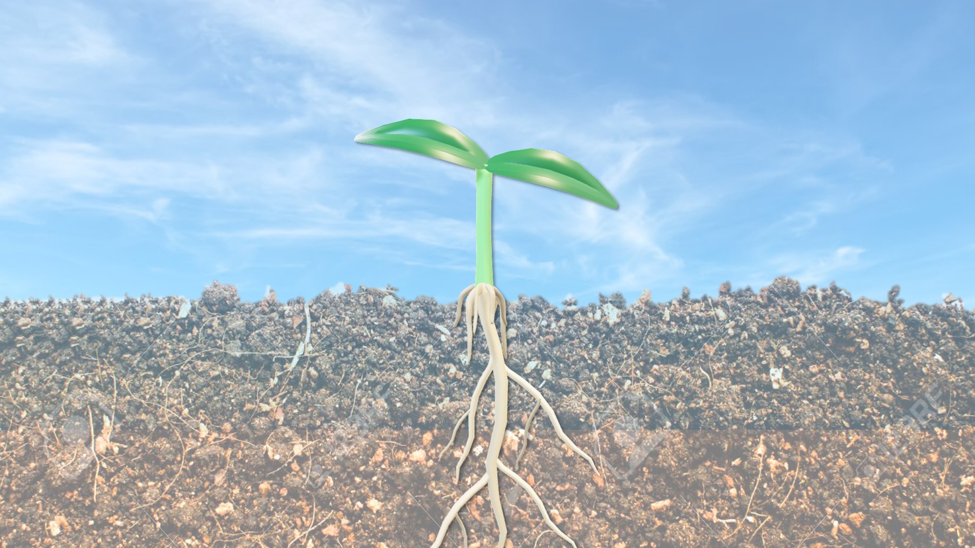 Free 3D Seed Seedlings Model - TurboSquid 2268598