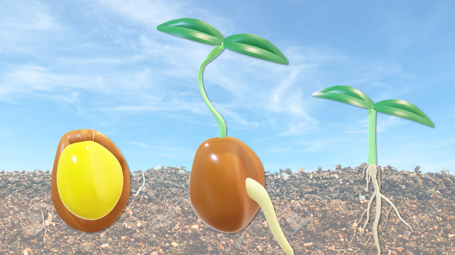Free 3D Seed Seedlings Model - TurboSquid 2268598