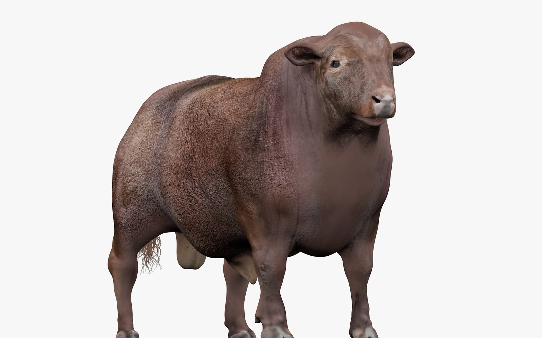 3D RED ANGUS Rigged L2075 - TurboSquid 2154890