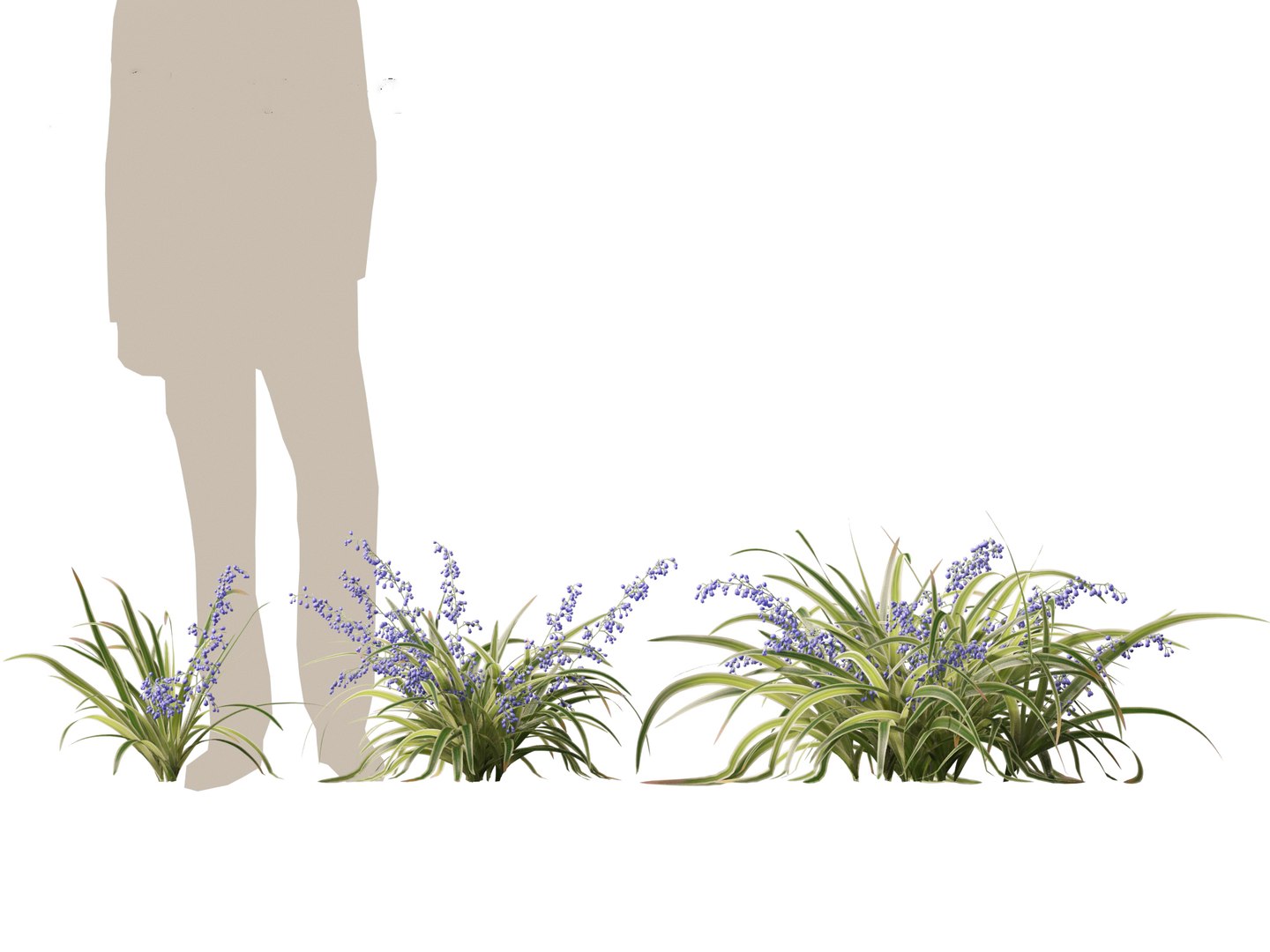 3D Model Dianella Tasmanica - Tasman Flax Lily - TurboSquid 2234482