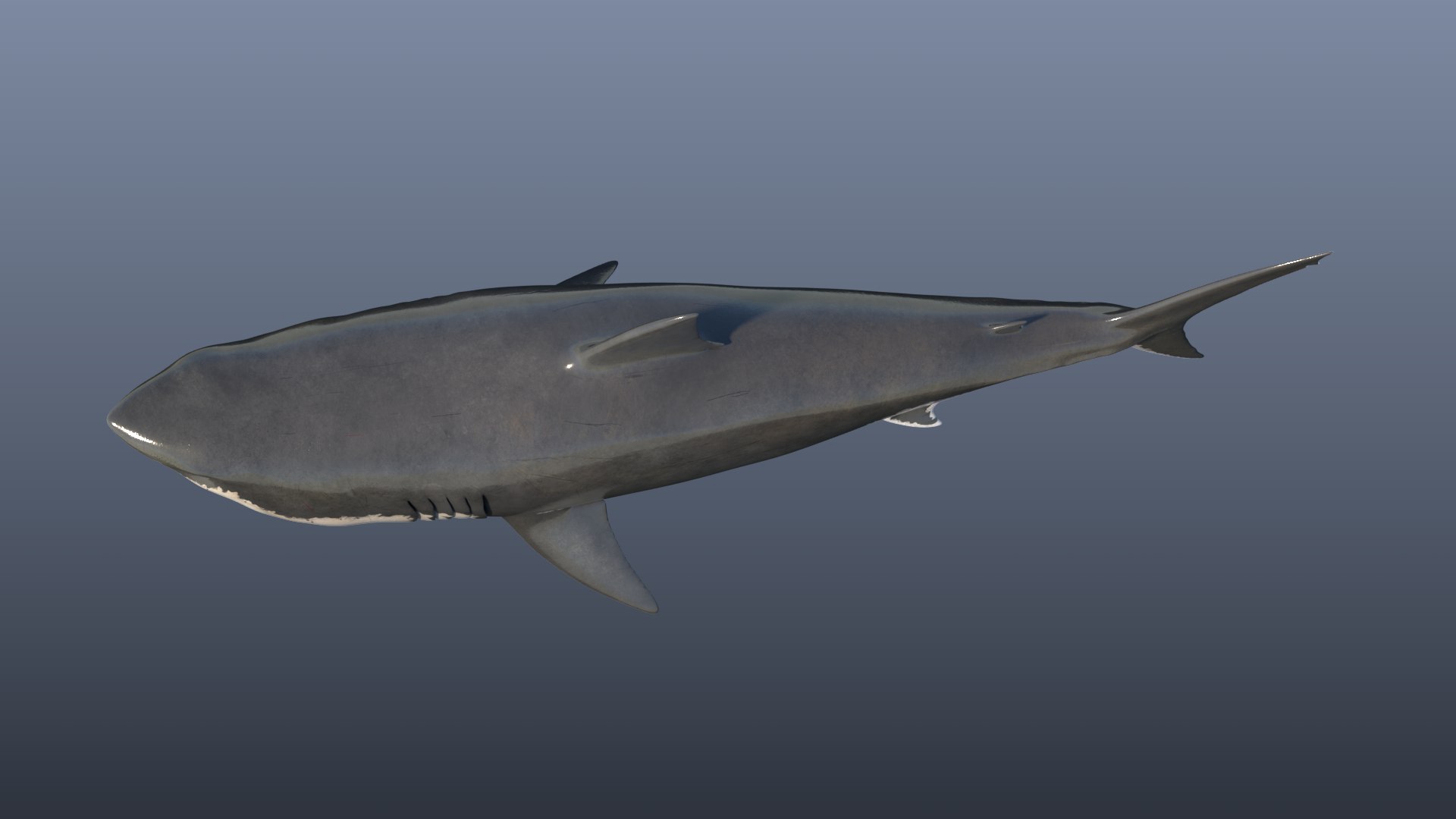 White great shark model - TurboSquid 1691335