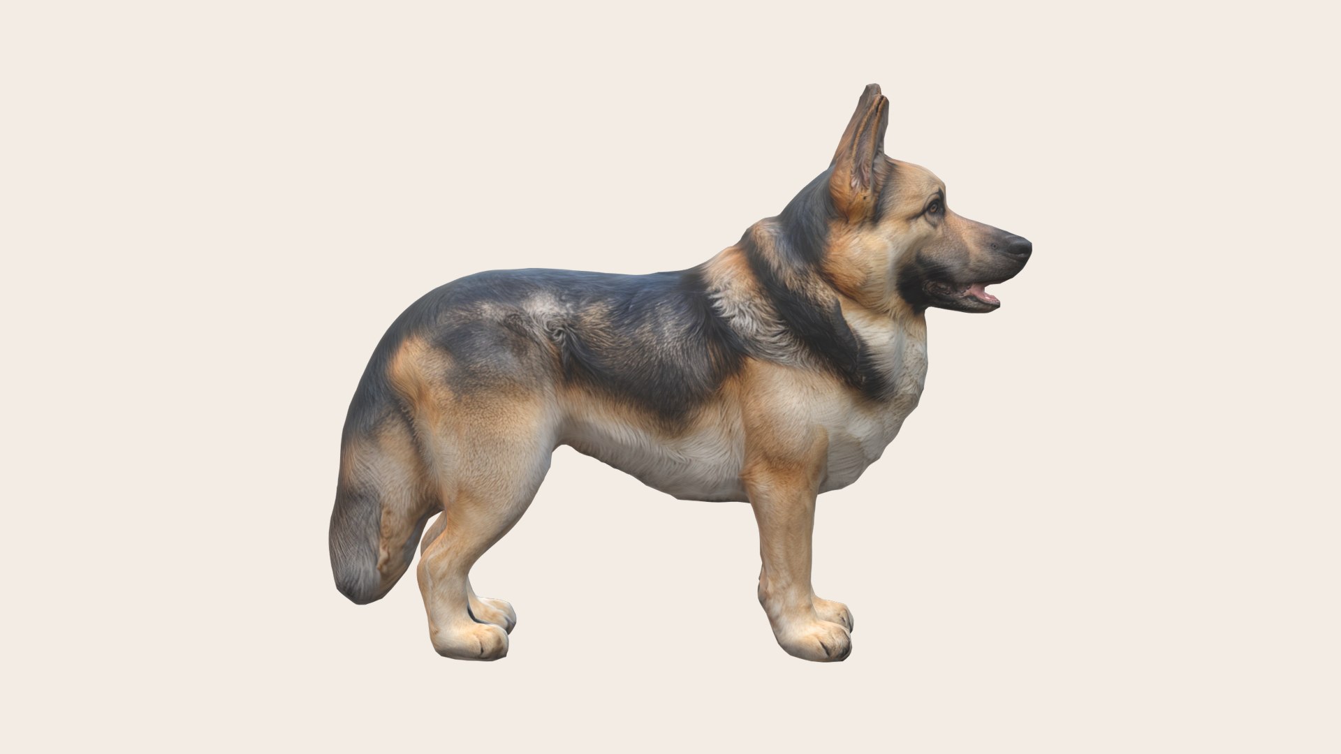 German Shepherd 3D - TurboSquid 2231893