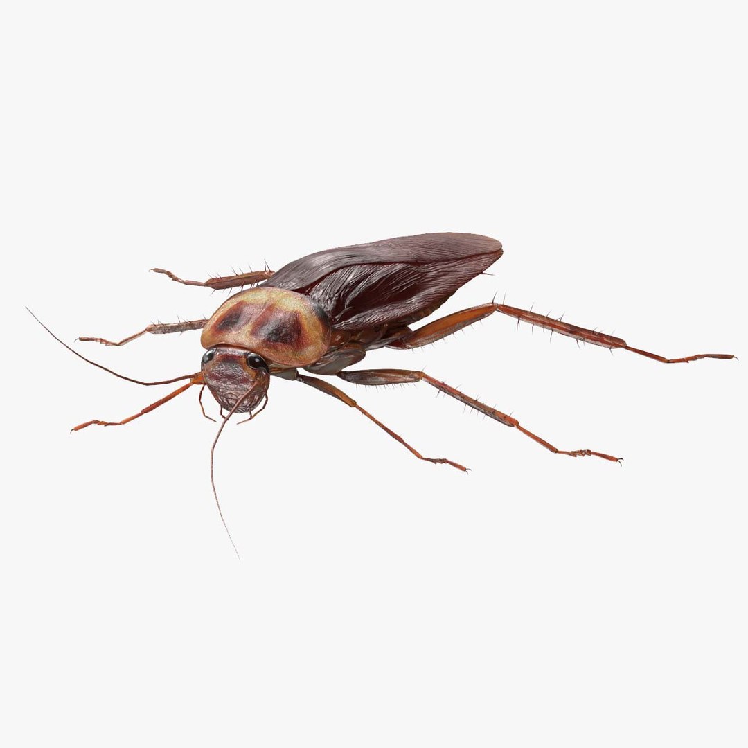 3D Red Flying Cockroach Rigged for Cinema 4D model - TurboSquid 2081174