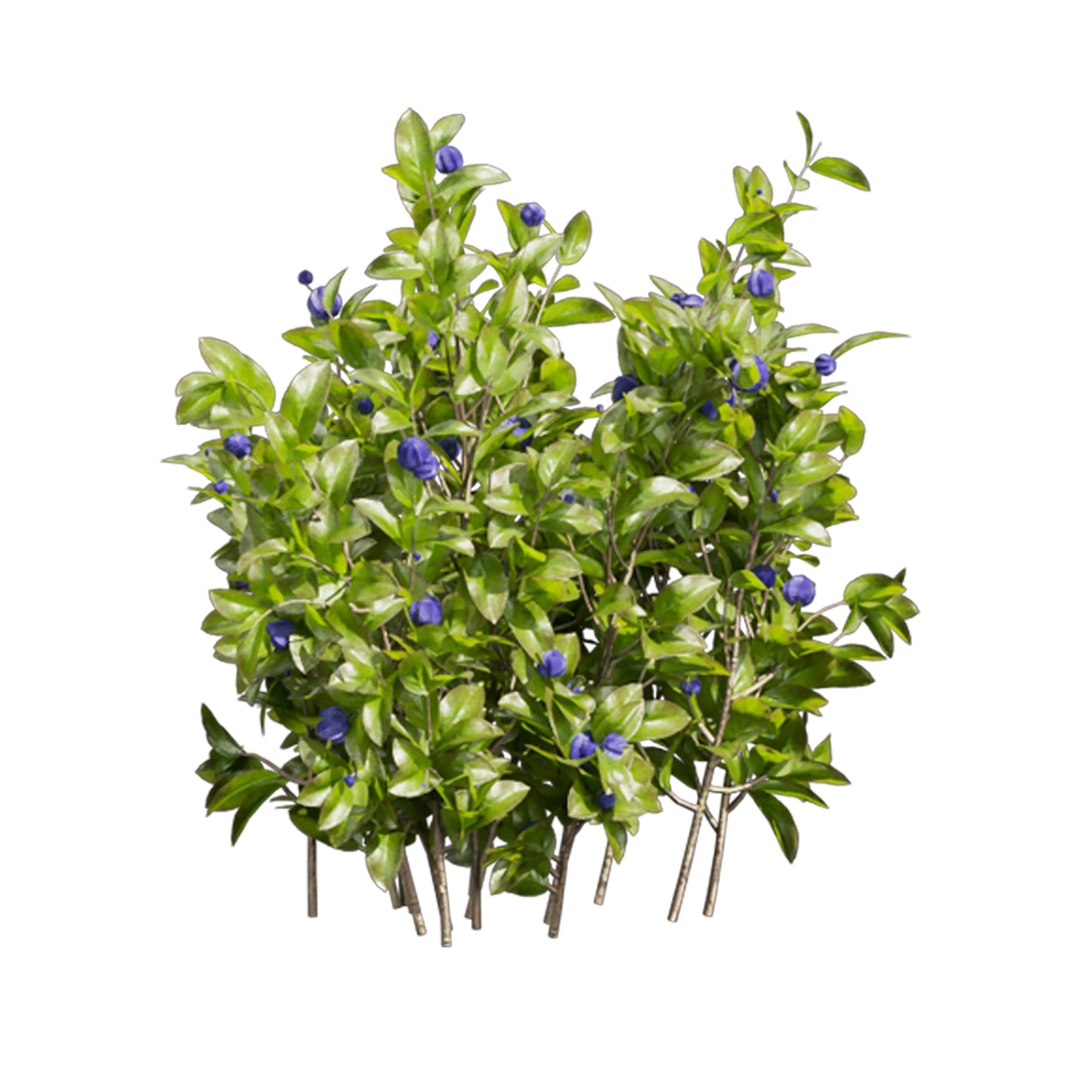 3D Collection Plant Vol 553 - Blueberry - Bush - Leaf Model ...