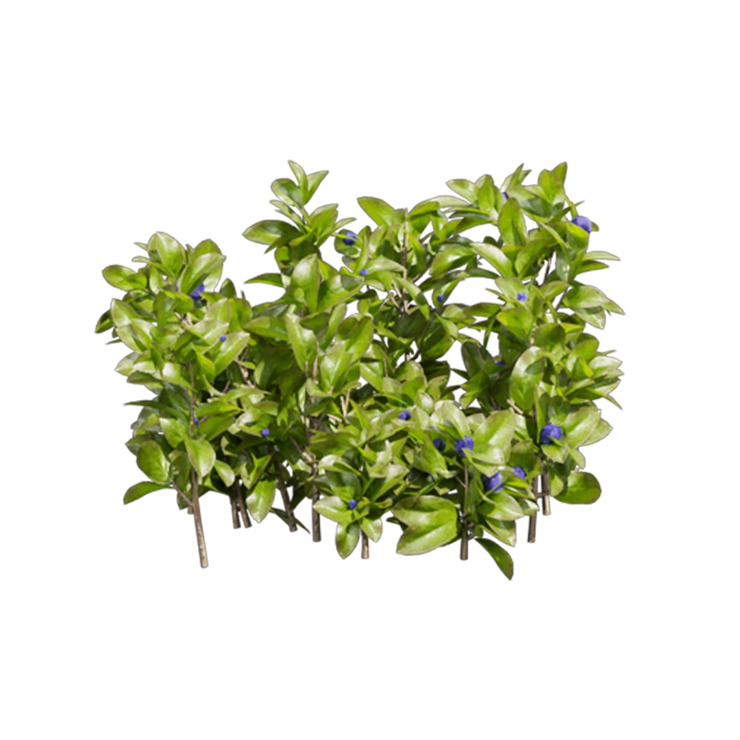 3D Collection Plant Vol 553 - Blueberry - Bush - Leaf Model ...