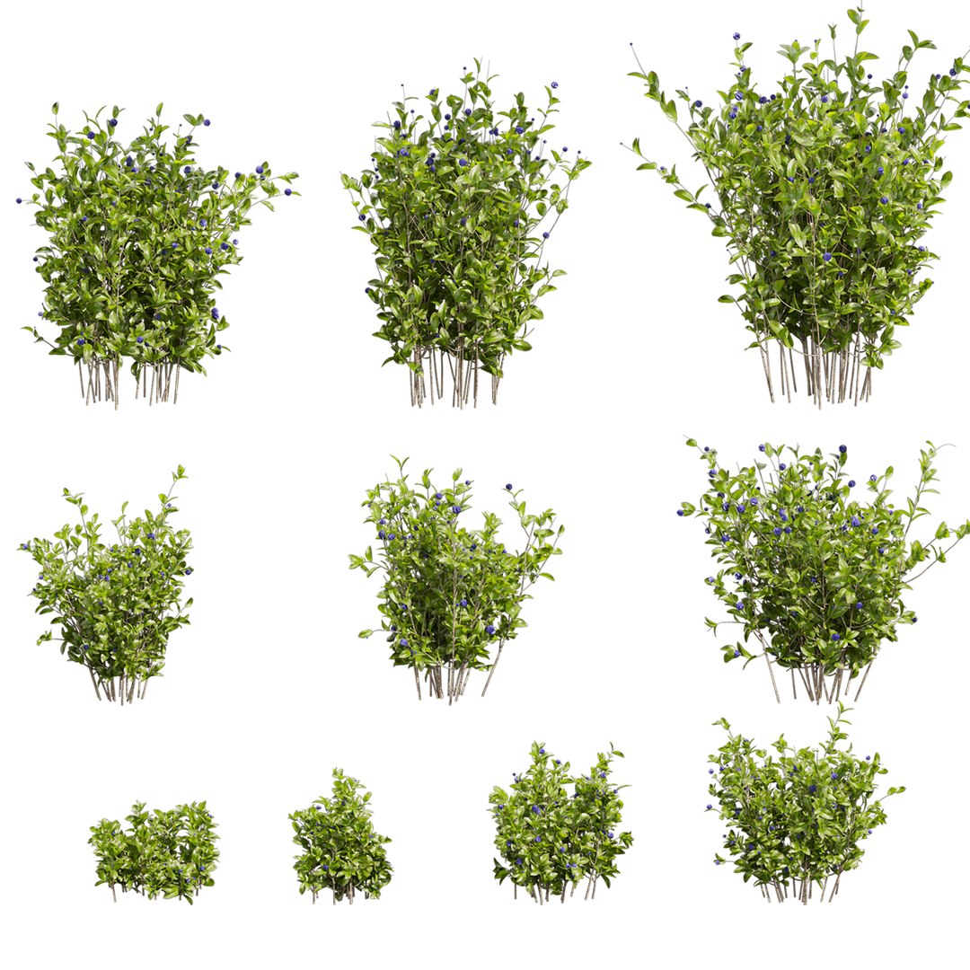 3D Collection Plant Vol 553 - Blueberry - Bush - Leaf Model ...