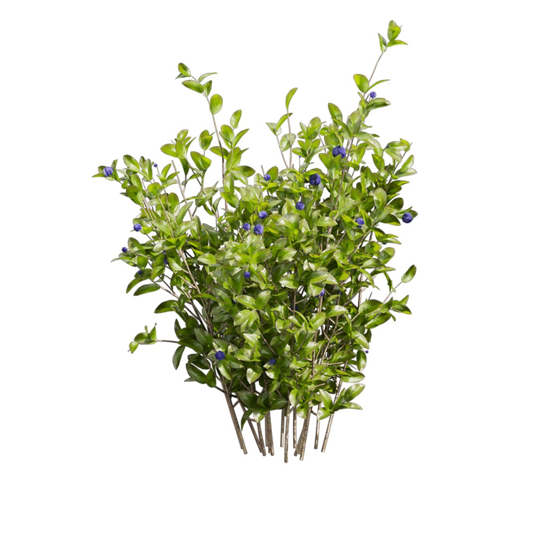 3D Collection Plant Vol 553 - Blueberry - Bush - Leaf Model ...