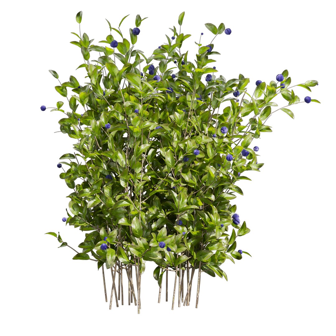 3D Collection Plant Vol 553 - Blueberry - Bush - Leaf Model ...