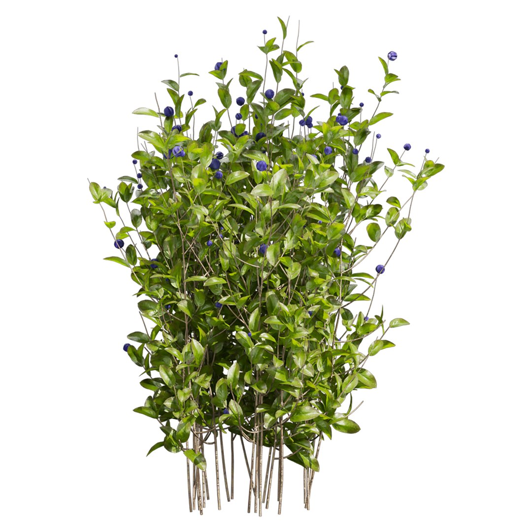 3D Collection Plant Vol 553 - Blueberry - Bush - Leaf Model ...