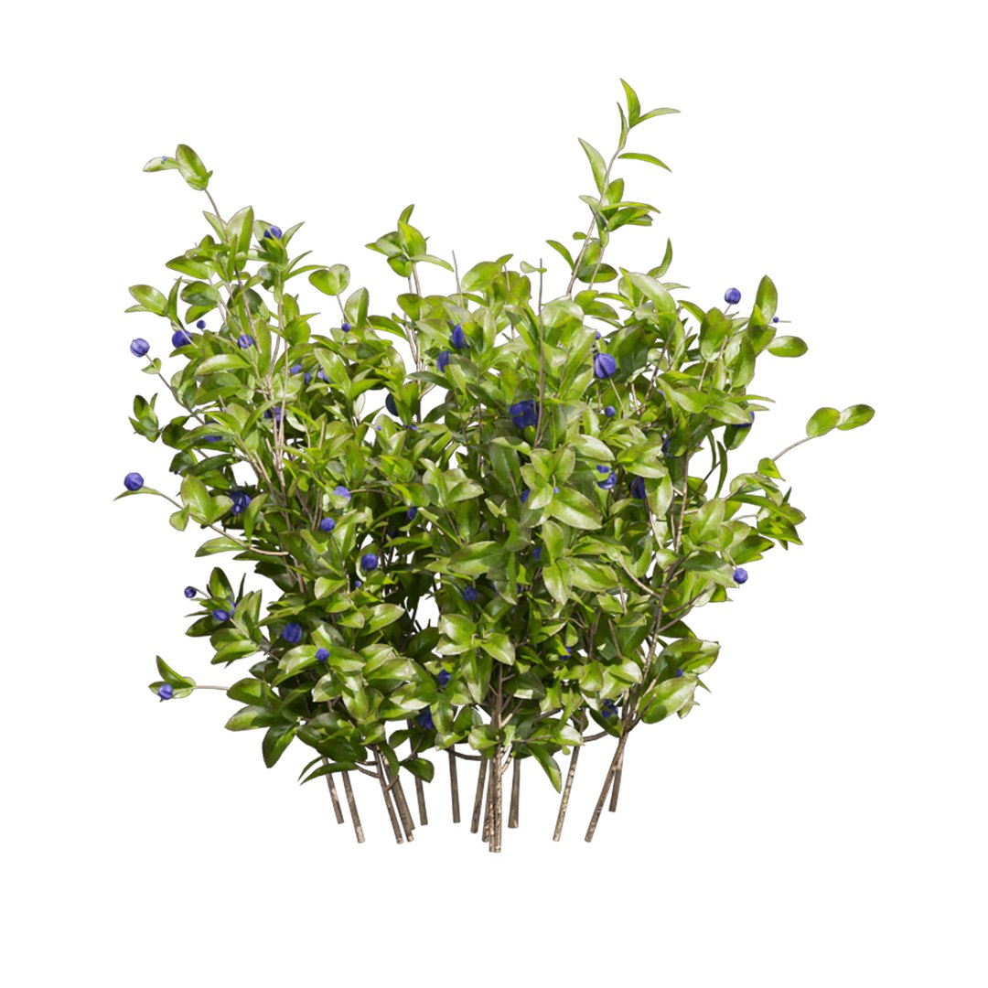 3D Collection Plant Vol 553 - Blueberry - Bush - Leaf Model ...