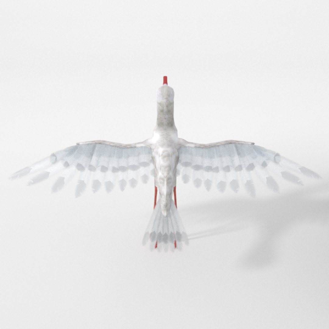 Stork 3D Model - TurboSquid 1316815