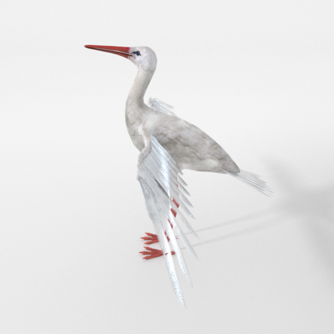 Stork 3D Model - TurboSquid 1316815