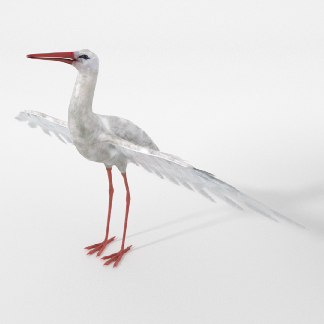 Stork 3D Model - TurboSquid 1316815