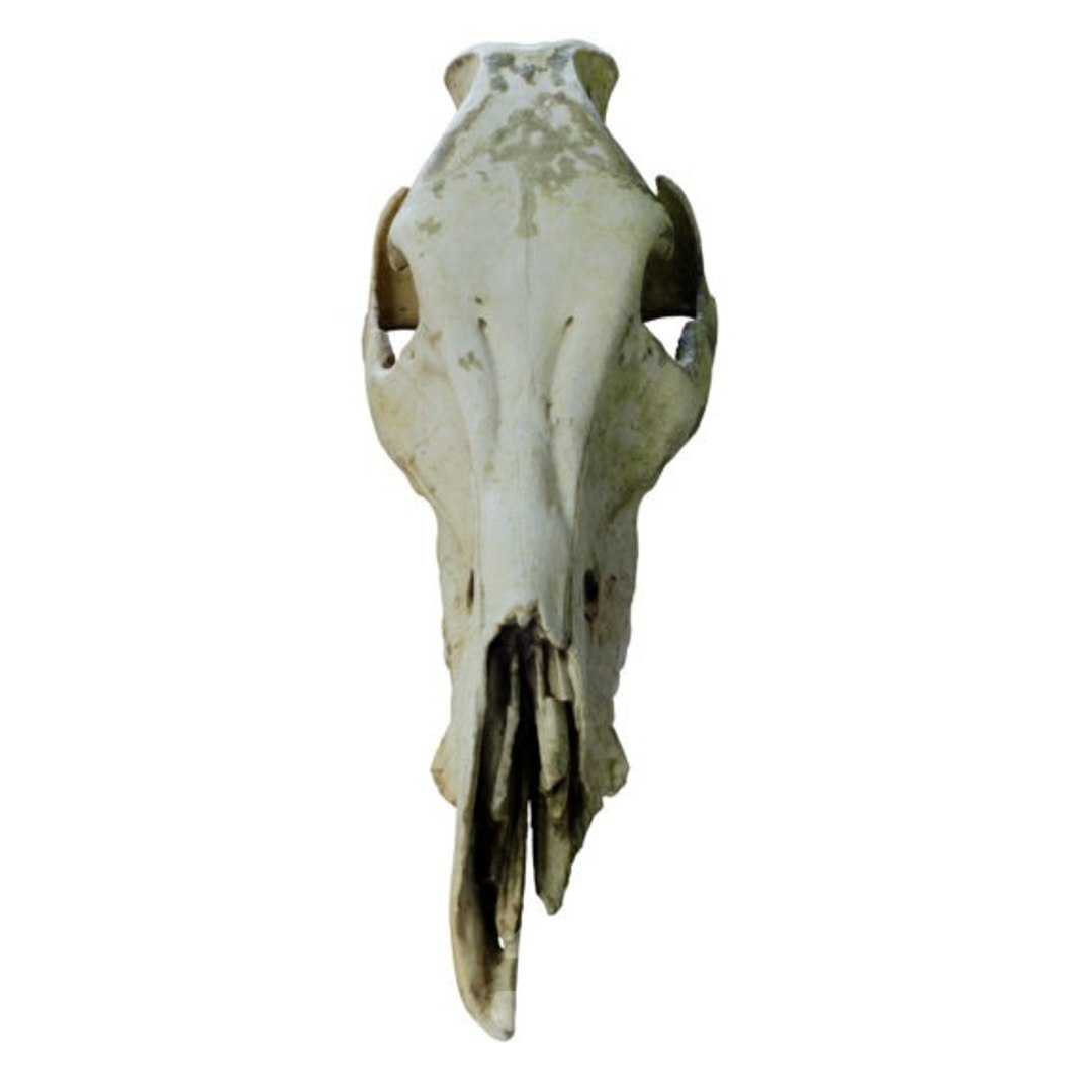 Deer Head Bone 3D Model - TurboSquid 1561103