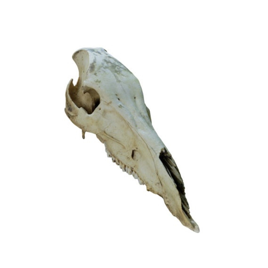 Deer Head Bone 3D Model - TurboSquid 1561103