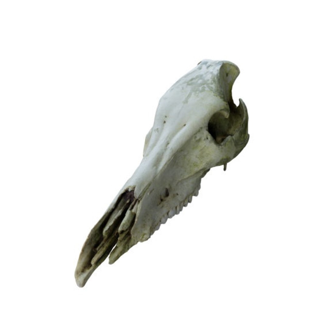Deer Head Bone 3D Model - TurboSquid 1561103
