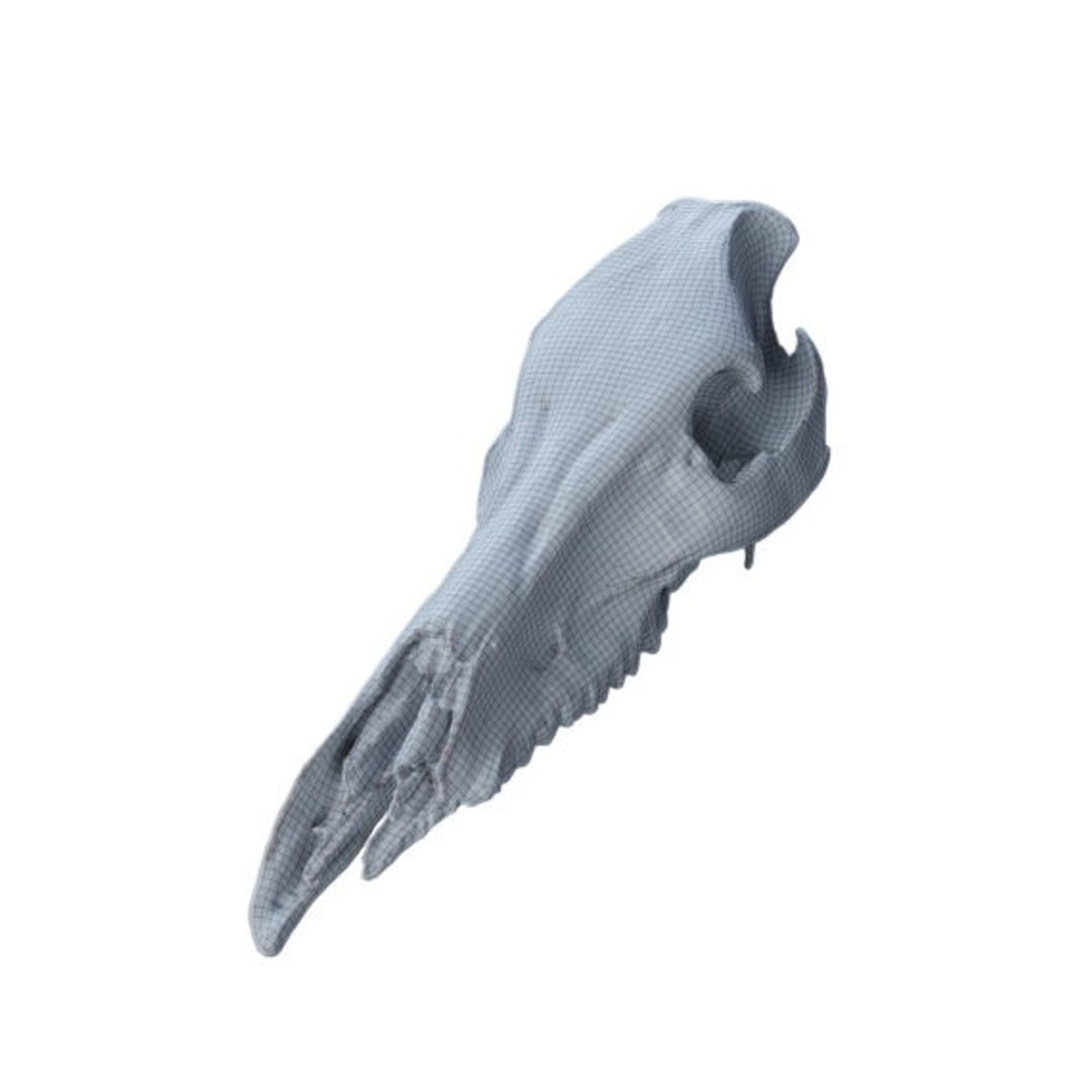 Deer Head Bone 3D Model - TurboSquid 1561103