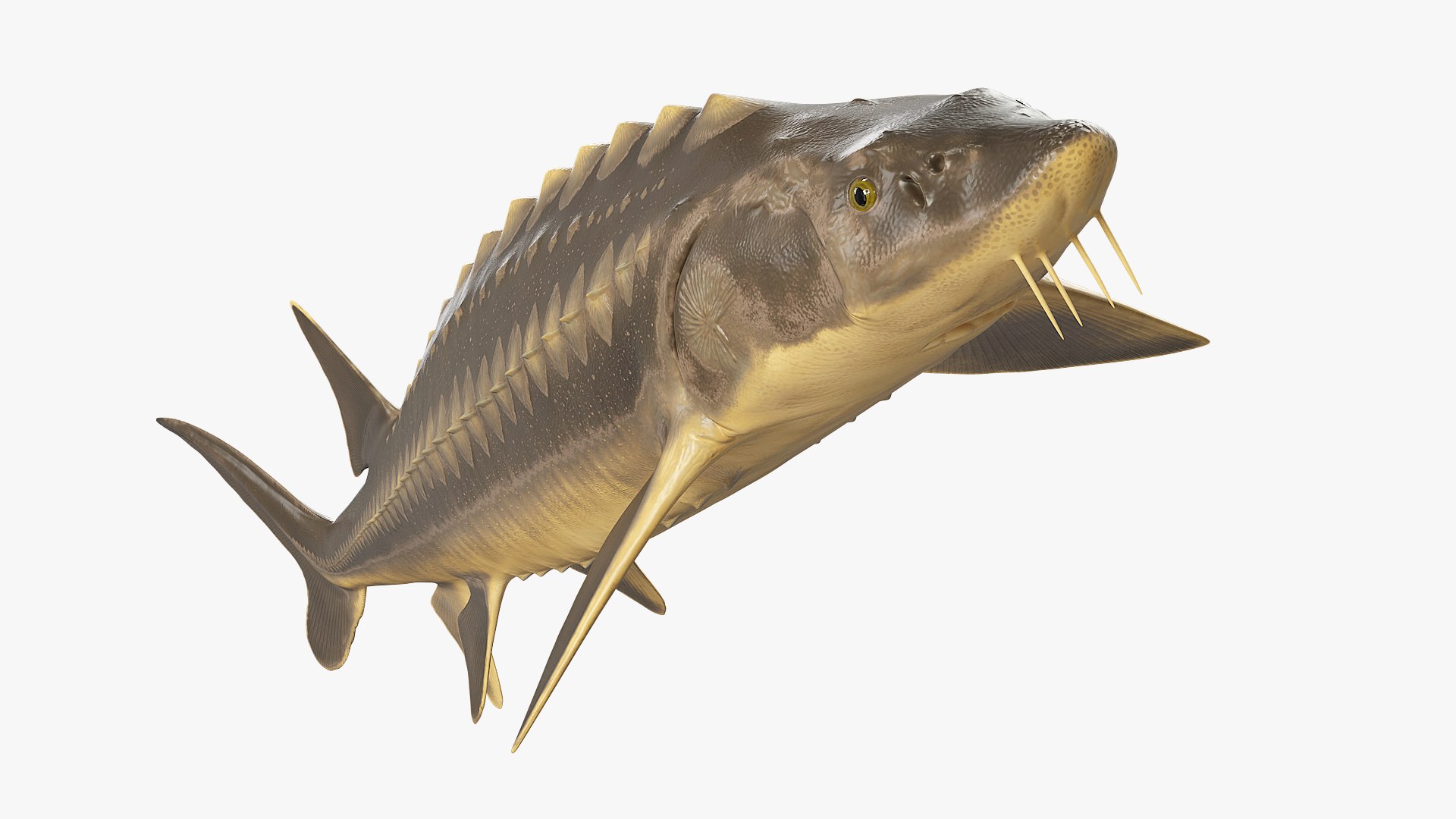 3D Sturgeon Fish Model - TurboSquid 2450207