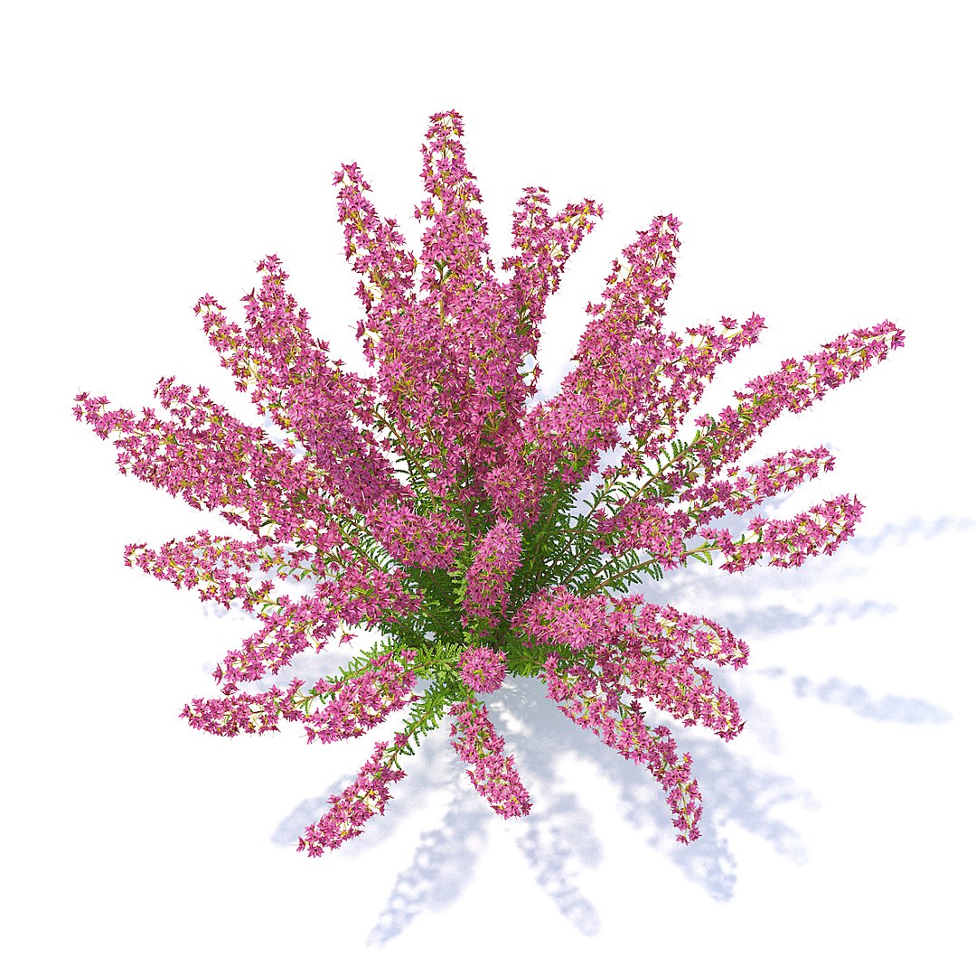3D model heather plant calluna - TurboSquid 1229012
