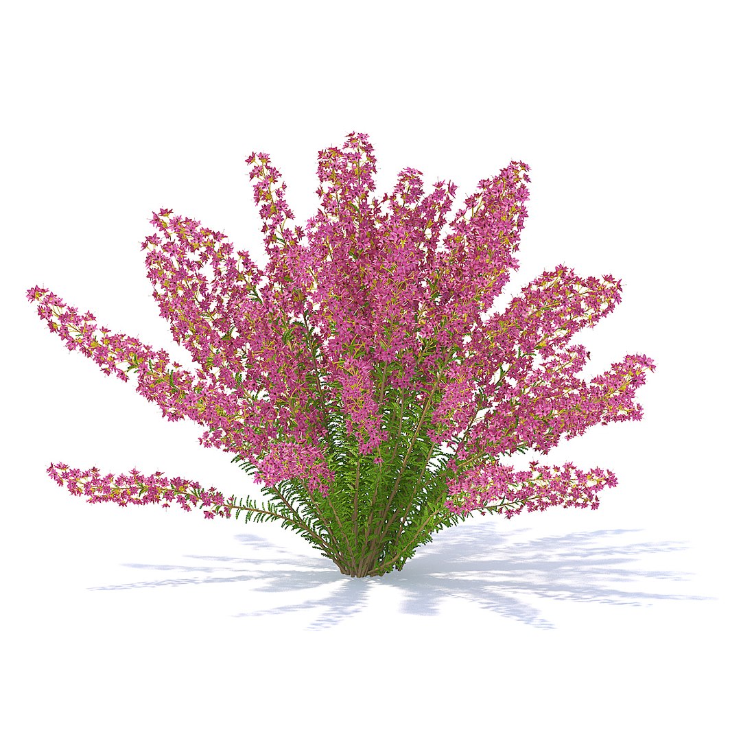3D model heather plant calluna - TurboSquid 1229012