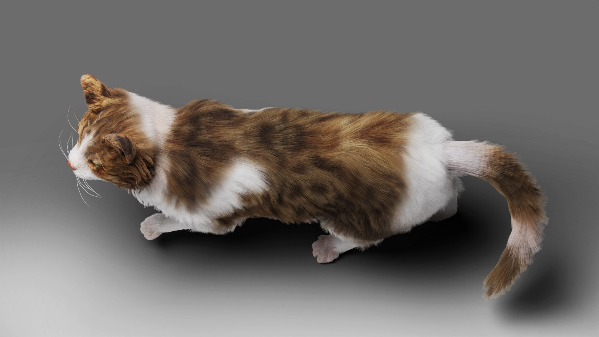 3D Fur Cat Calico V03 Rigged And Animated - TurboSquid 1981446