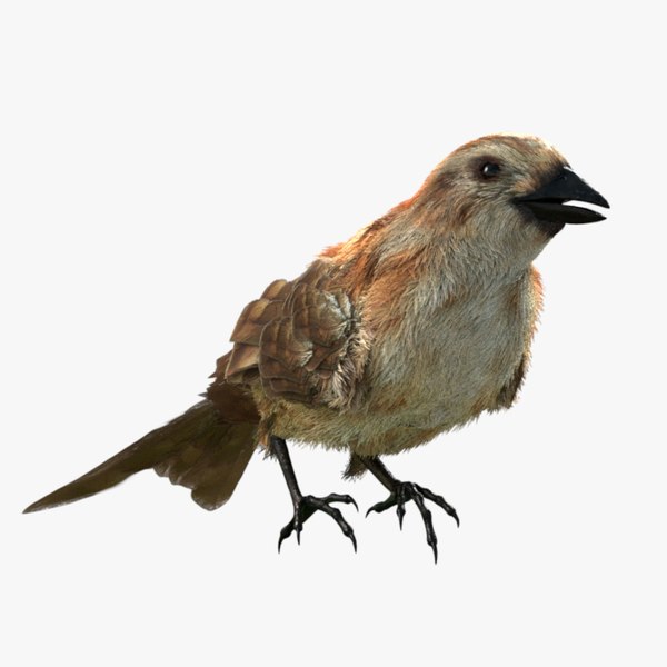 Bird rig model - TurboSquid 1282757