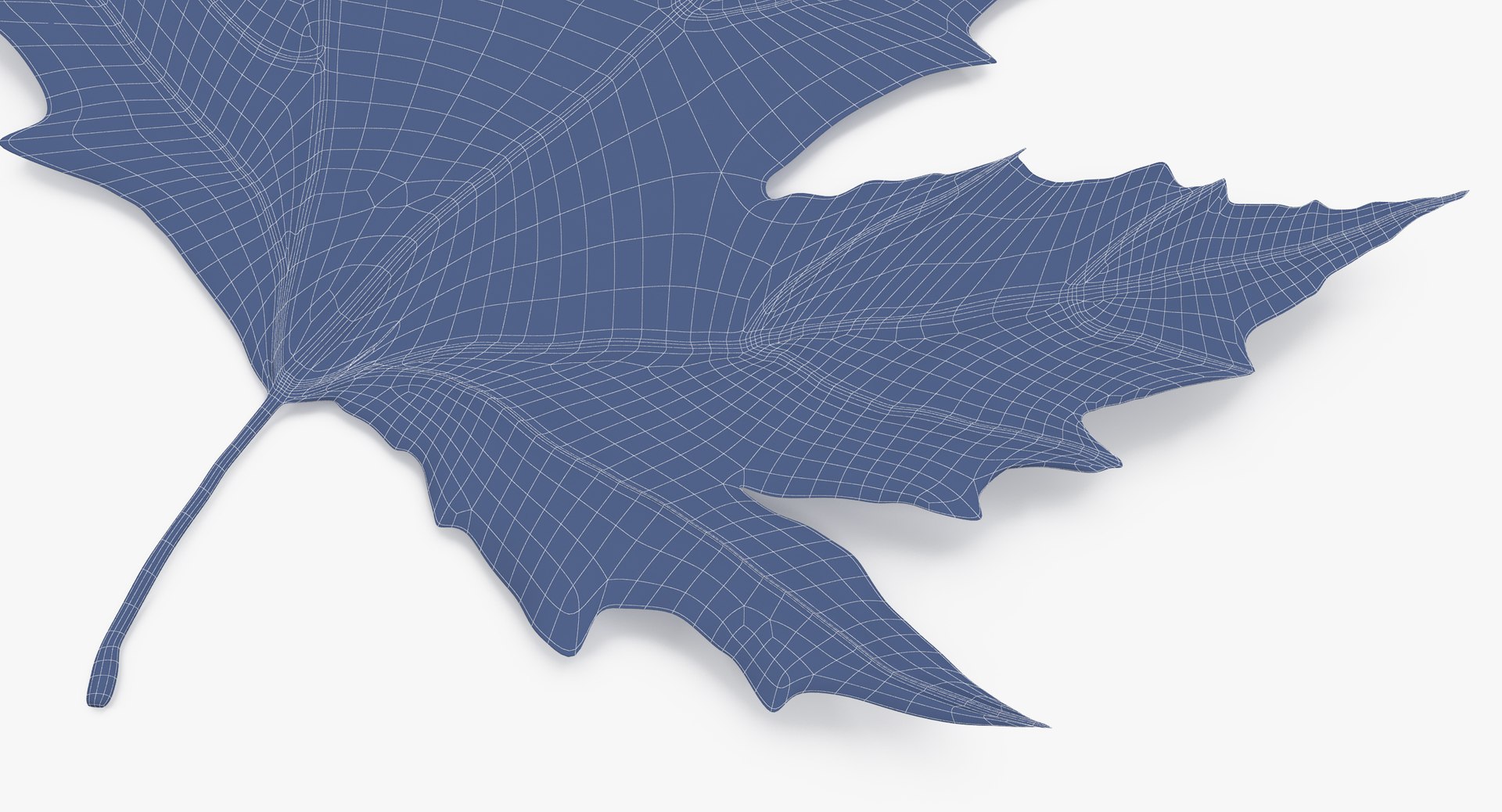 brown maple leaf 02 3d max