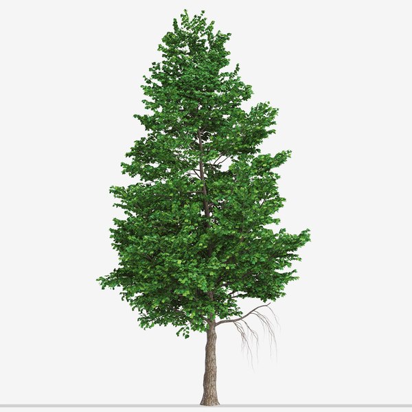 Set of Liquidambar formosana or Formosan gum Trees - 2 Trees model ...