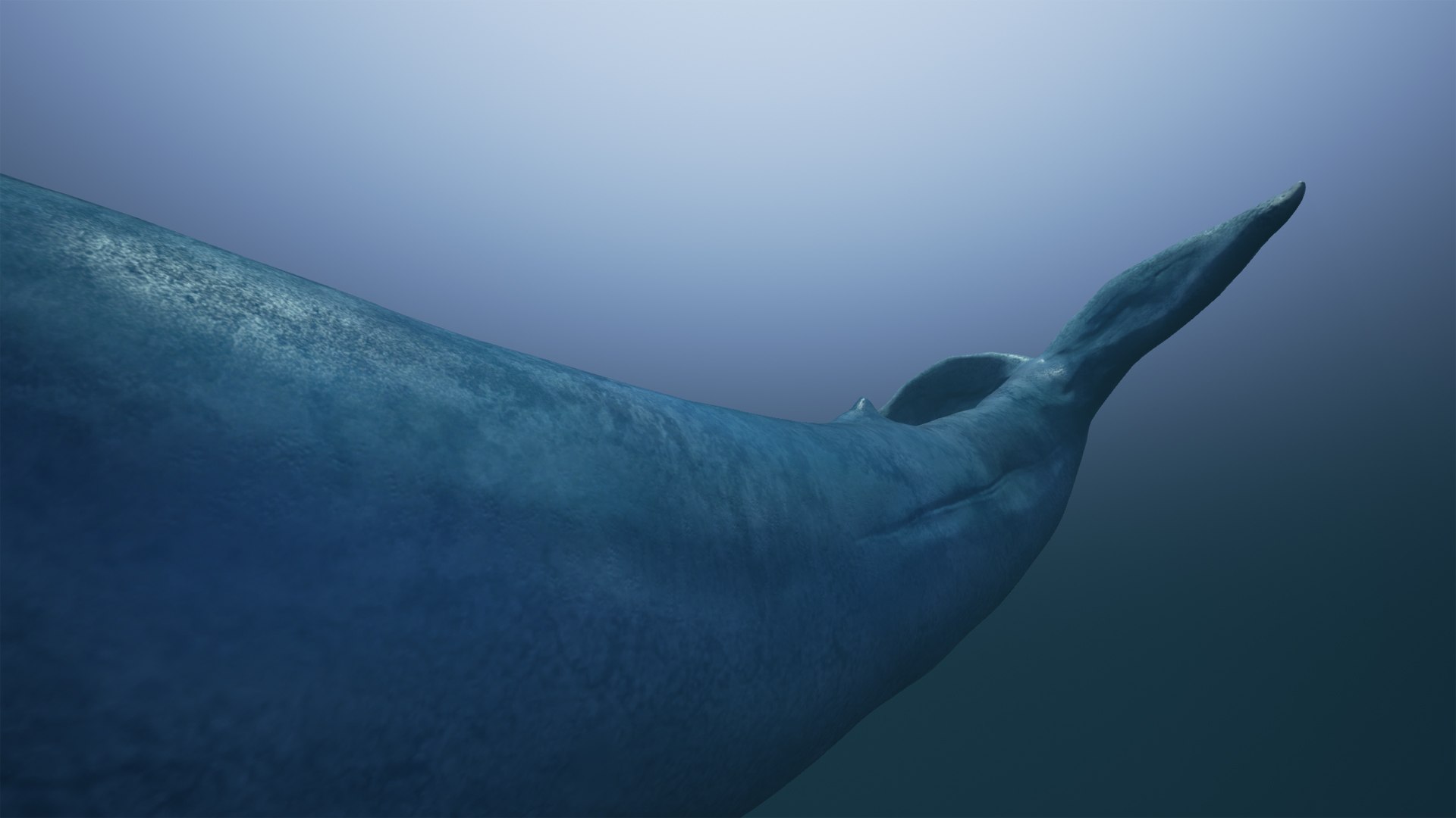 Blue Whale 3d X