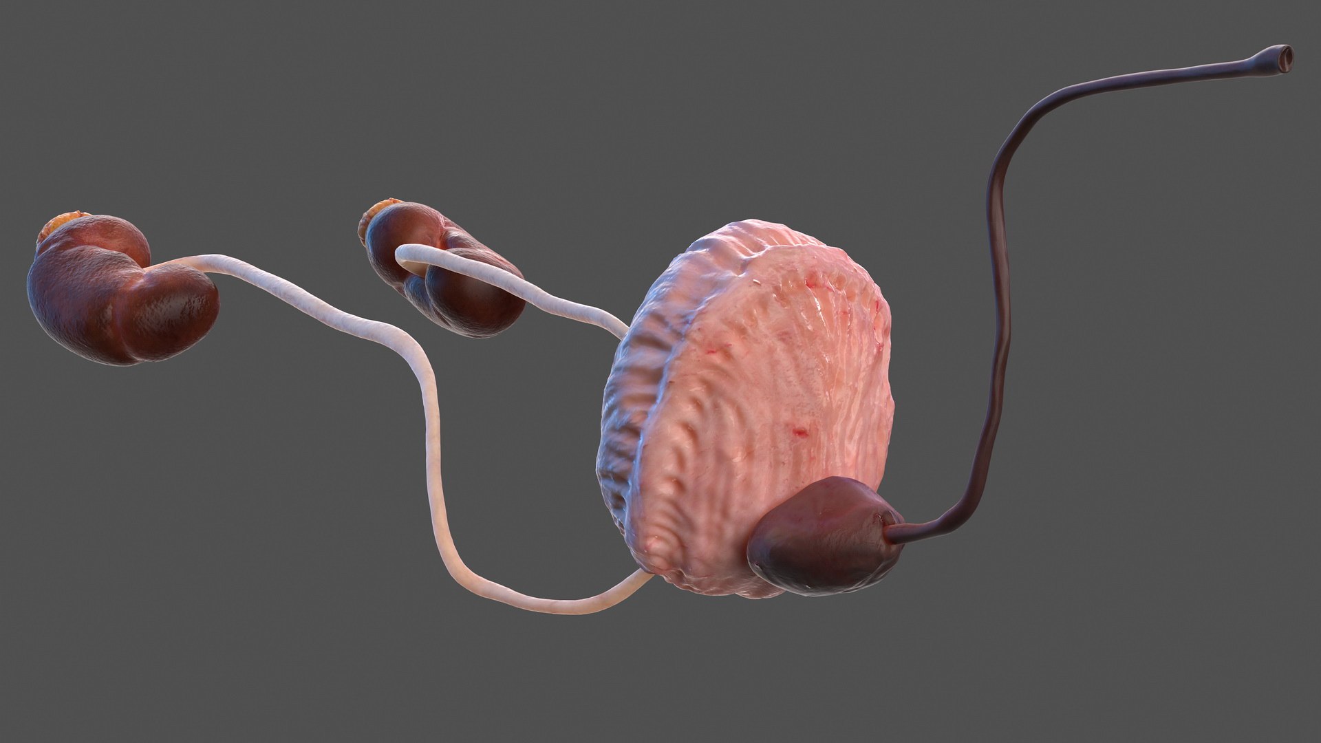 Male urinary 3D model - TurboSquid 1464148