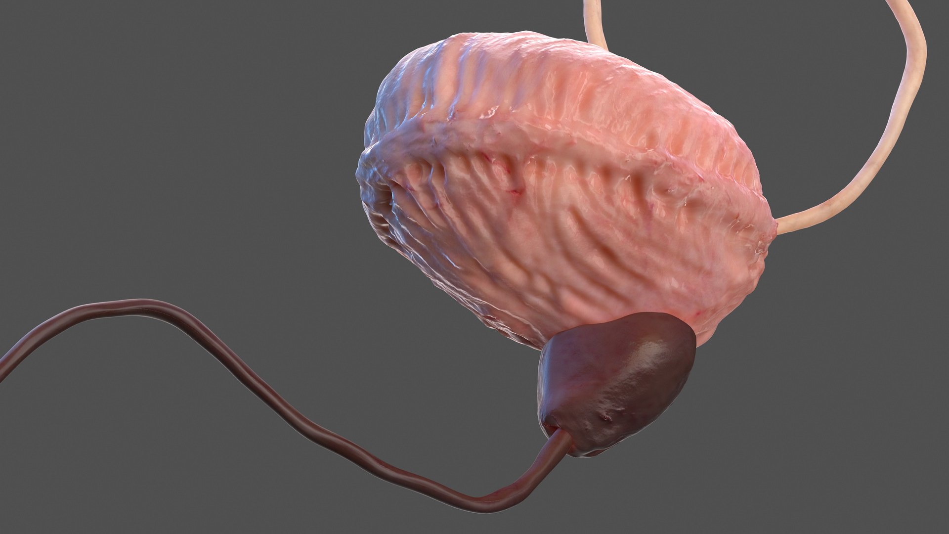 Male urinary 3D model - TurboSquid 1464148