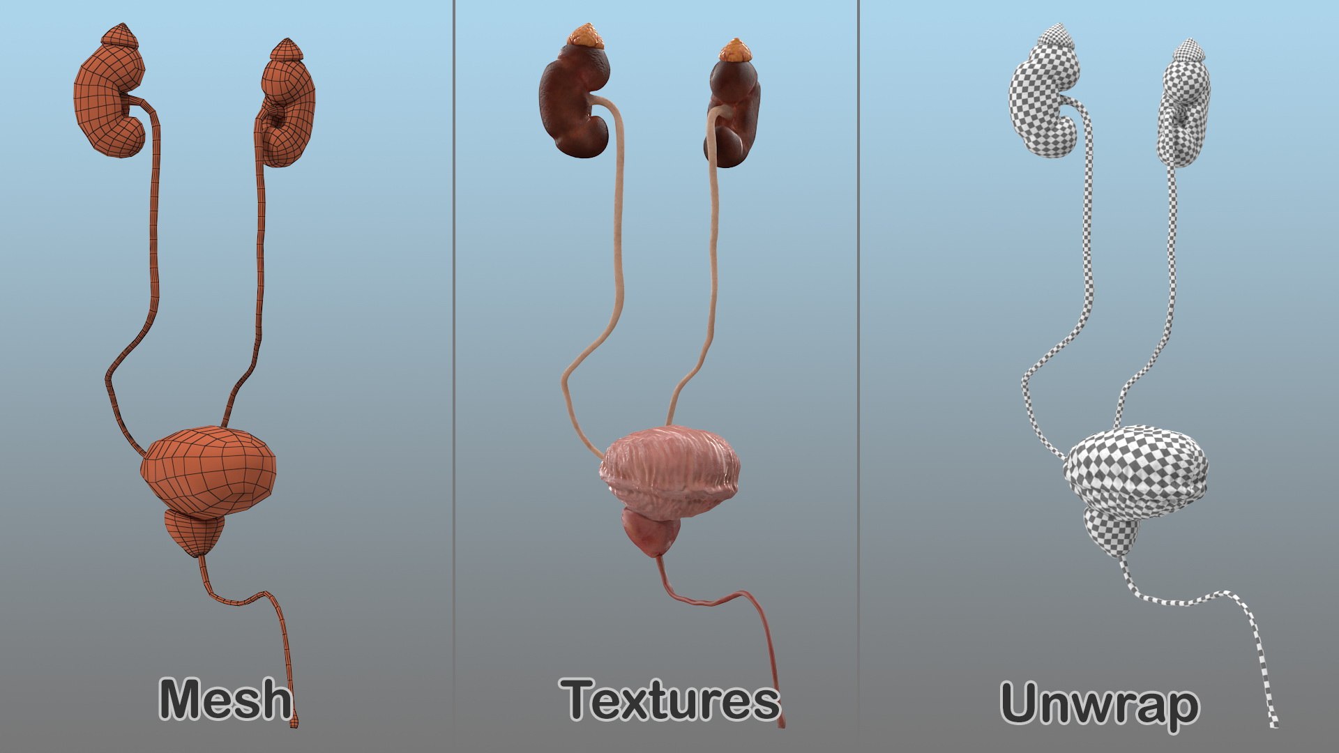 Male urinary 3D model - TurboSquid 1464148