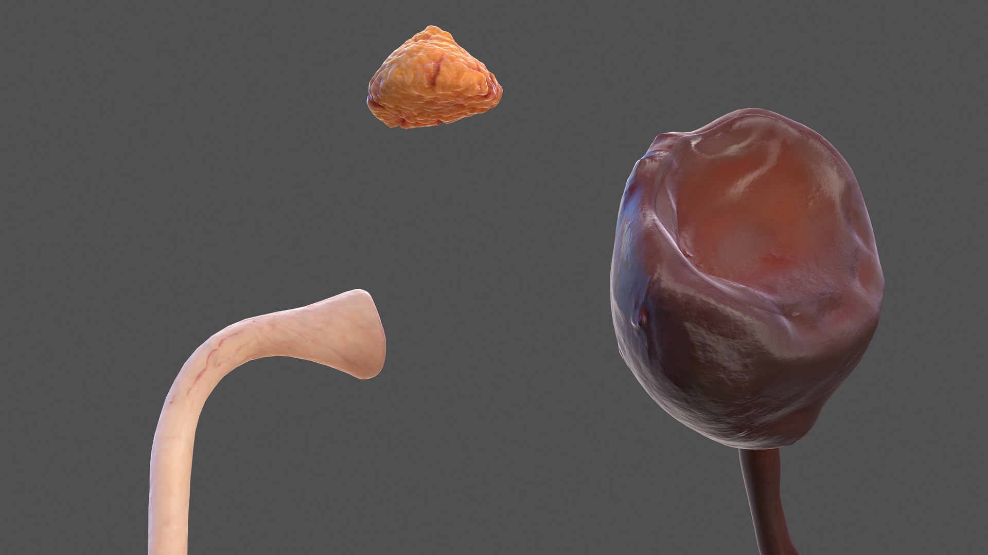 Male urinary 3D model - TurboSquid 1464148