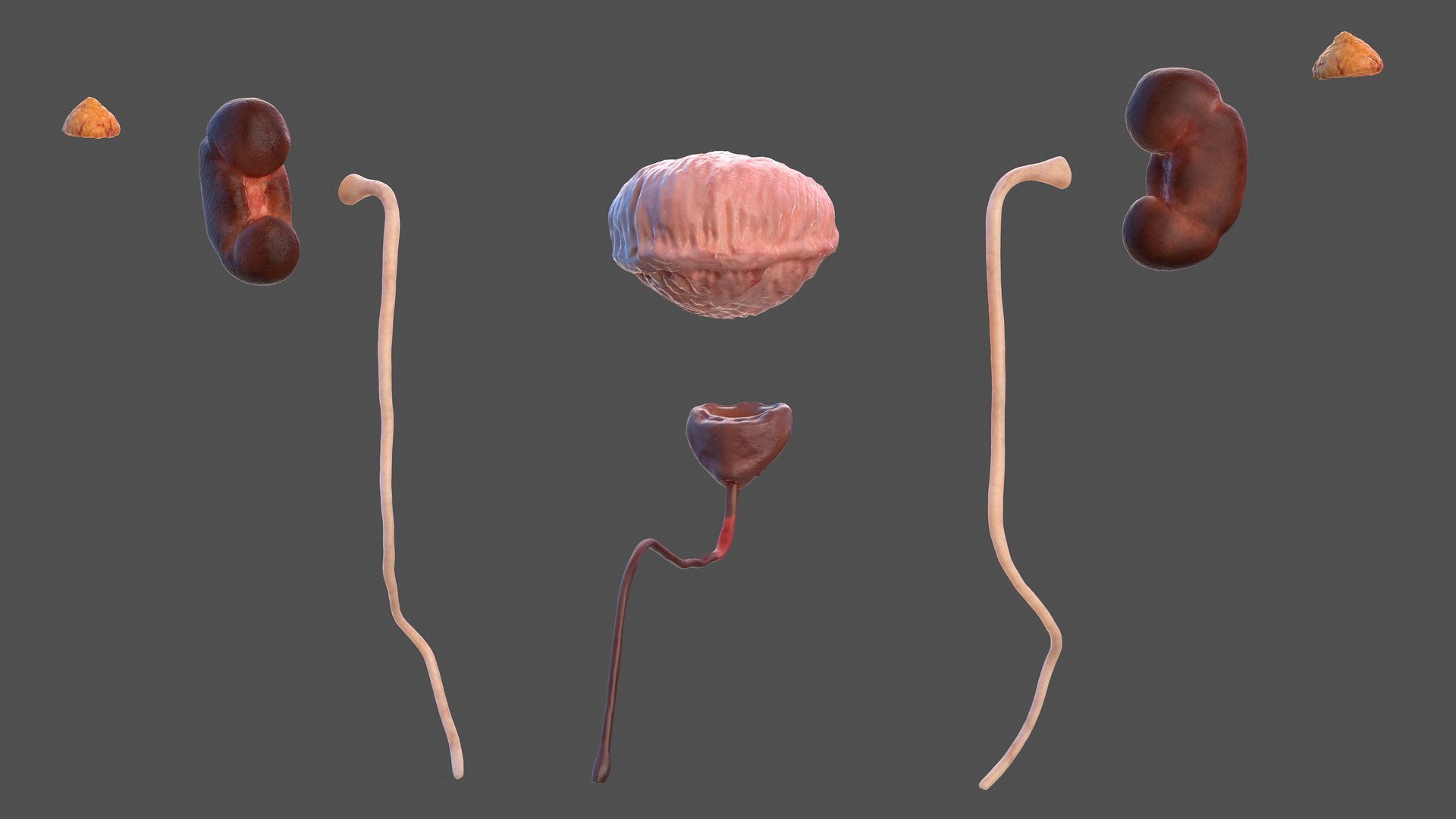 Male urinary 3D model - TurboSquid 1464148