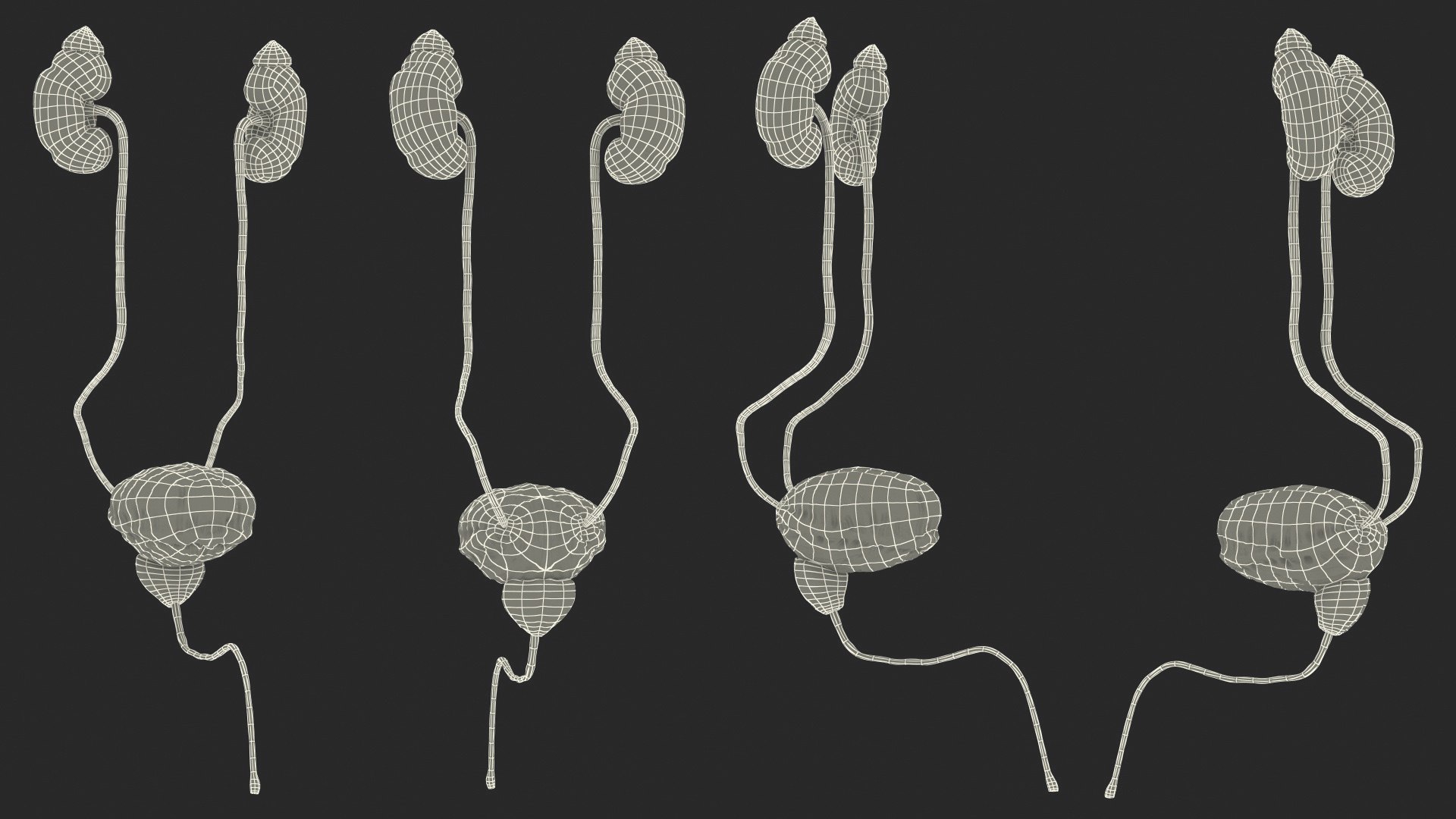 Male urinary 3D model - TurboSquid 1464148