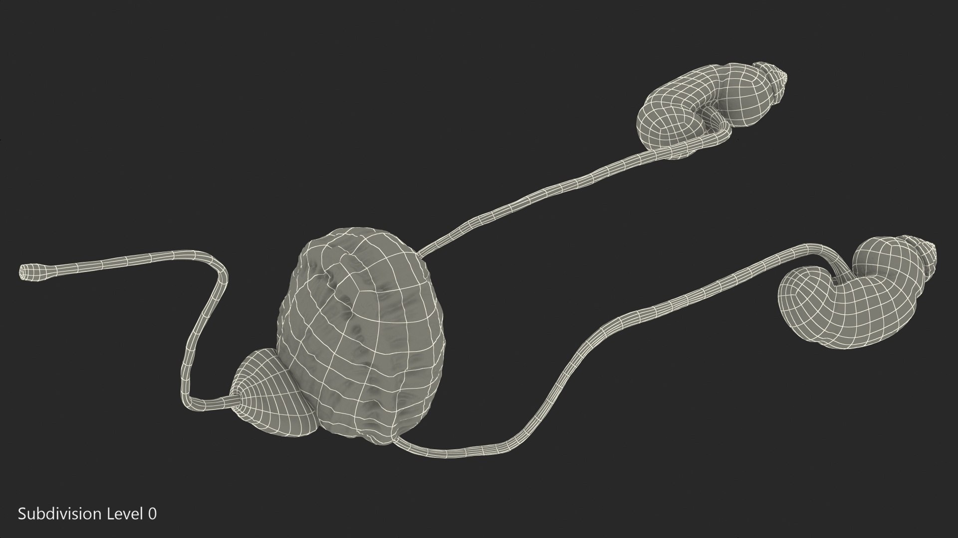 Male urinary 3D model - TurboSquid 1464148