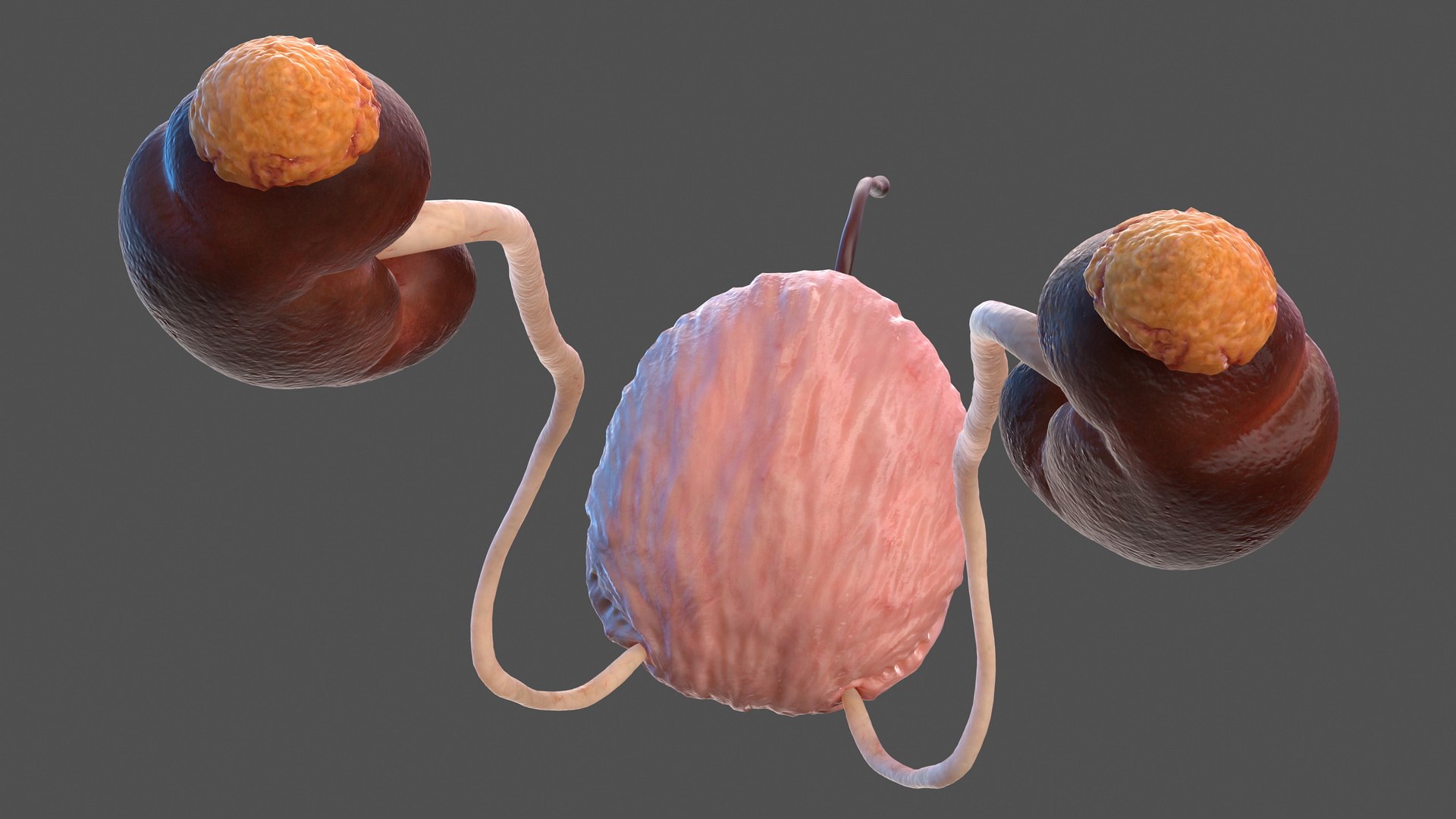 Male urinary 3D model - TurboSquid 1464148